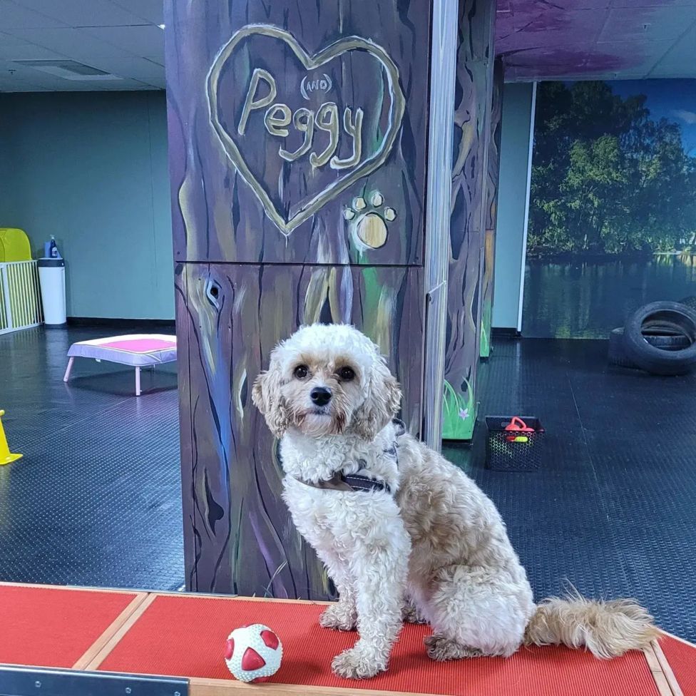 Soft play takes the lead thanks to booming dog economy - BBC News