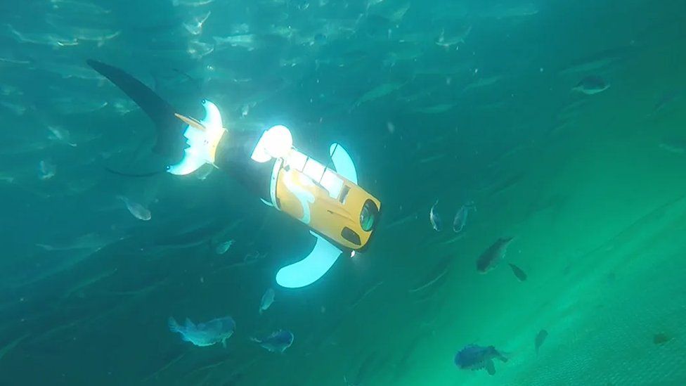 Climate change: Could robot clown fish help our oceans? - BBC Newsround