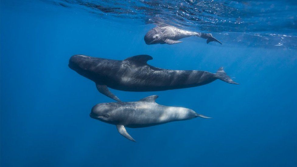 Volunteers take part in training exercise to help beached whales - BBC ...