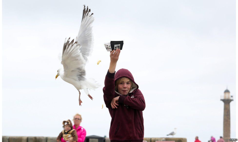 'Gull running' craze sweeps UK seaside towns from Whitby to Newquay ...