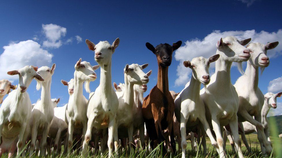 Alicudi: Italian island to give away free goats - BBC Newsround
