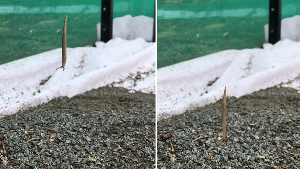 Spider-Man, Spider-Pig... or Spider-Slug? Check out this slug's new ...