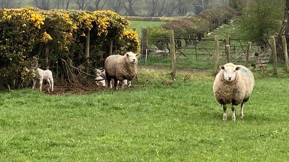 Soil sampling scheme aims to improve farm yields - BBC News