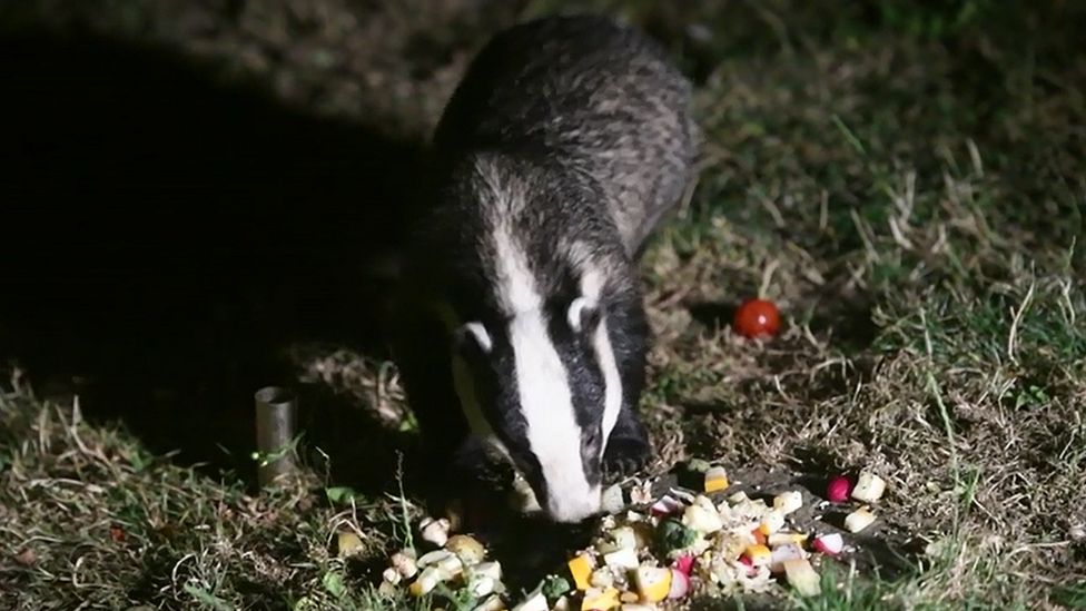 Badger tunnels prompt Wyke Regis Cemetery warning - BBC News