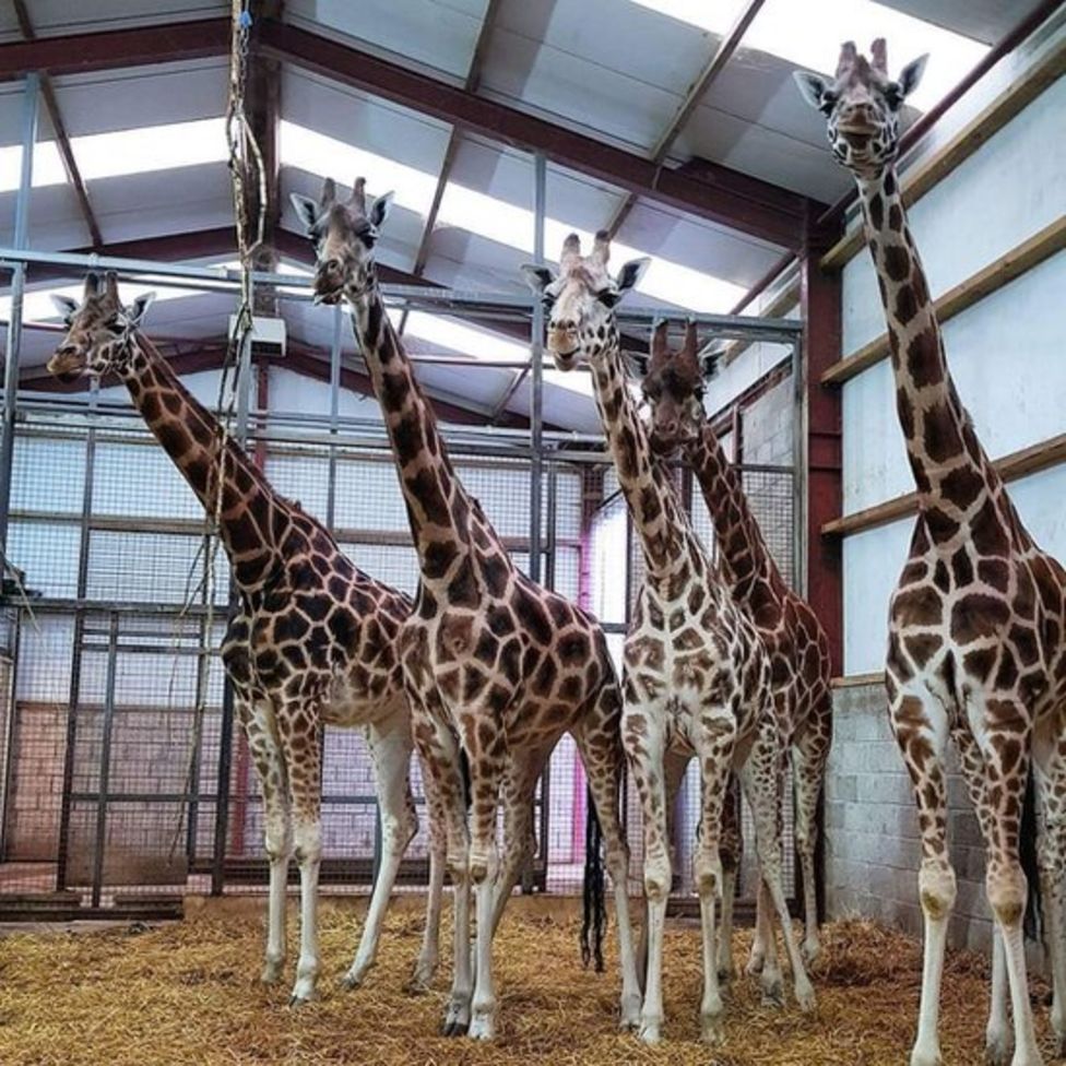 How giraffes helped Poppy Campbell find her voice - BBC News