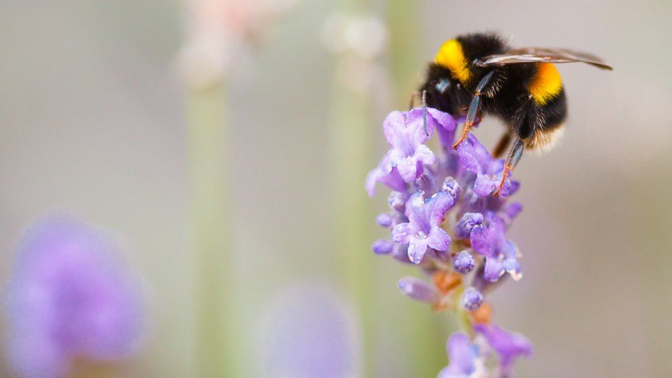 Conservation: An endangered bee is making a comeback - BBC Newsround