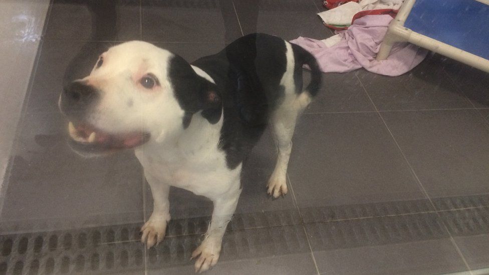 Trelogan animal rescue opens 'old folks' home' for dogs - BBC News