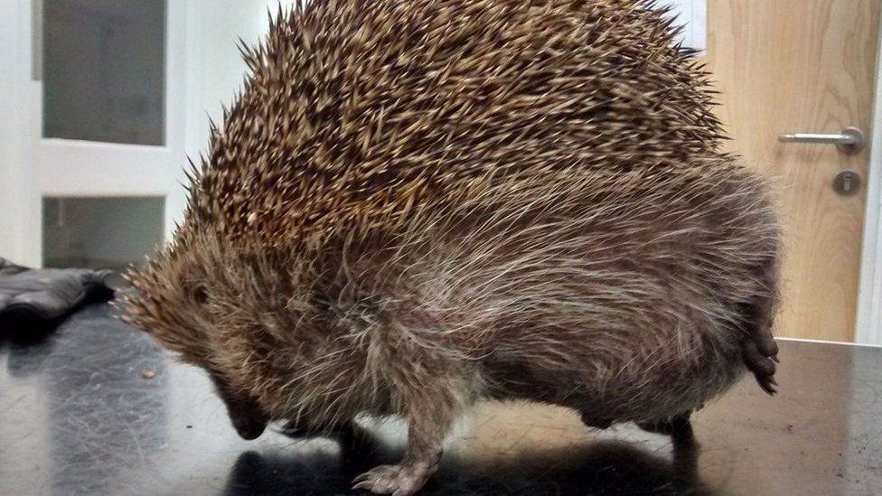 'World's fattest hedgehog' placed on diet and exercise regime - BBC News