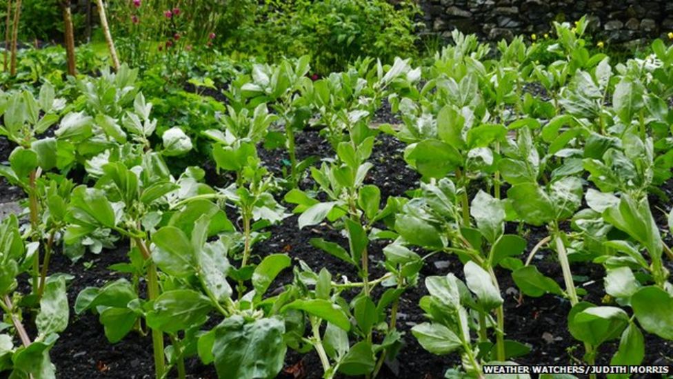 Good growing weather? - BBC Weather