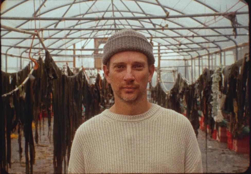 Gwymon Cymru i achub y byd? - BBC Cymru Fyw