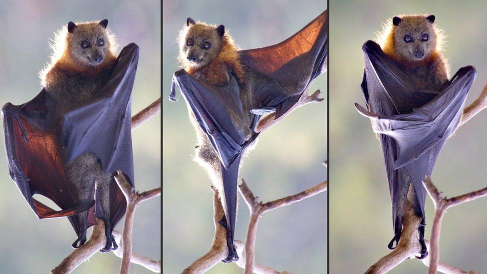This is what happens when you turn bats upside down - BBC Newsround