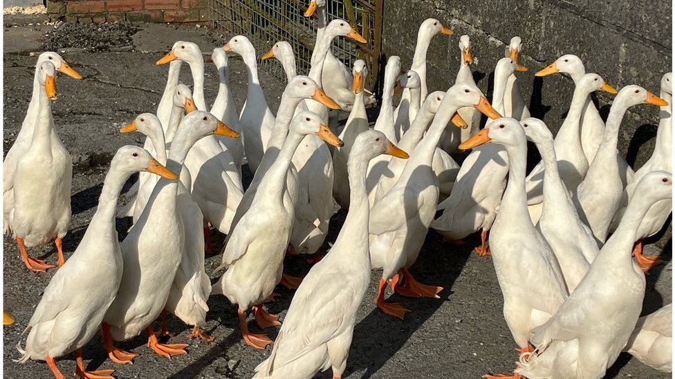 Parthau gwarchod ffliw adar o gwmpas fferm fawr ym Mhowys - BBC Cymru Fyw