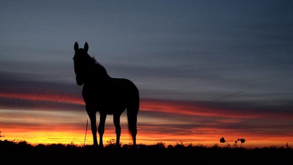 Animals in weather 2018 - BBC Weather