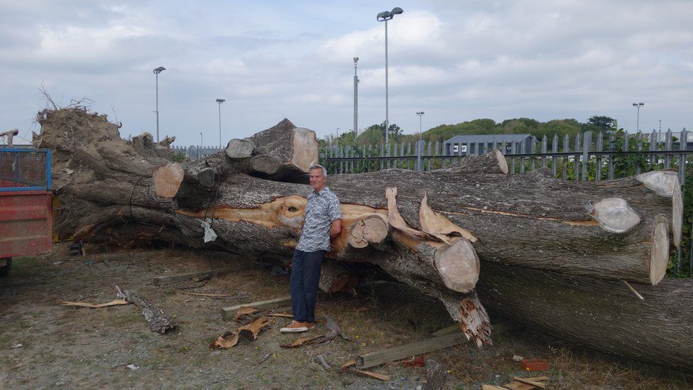 Iconic Bude tree being turned into benches - BBC News