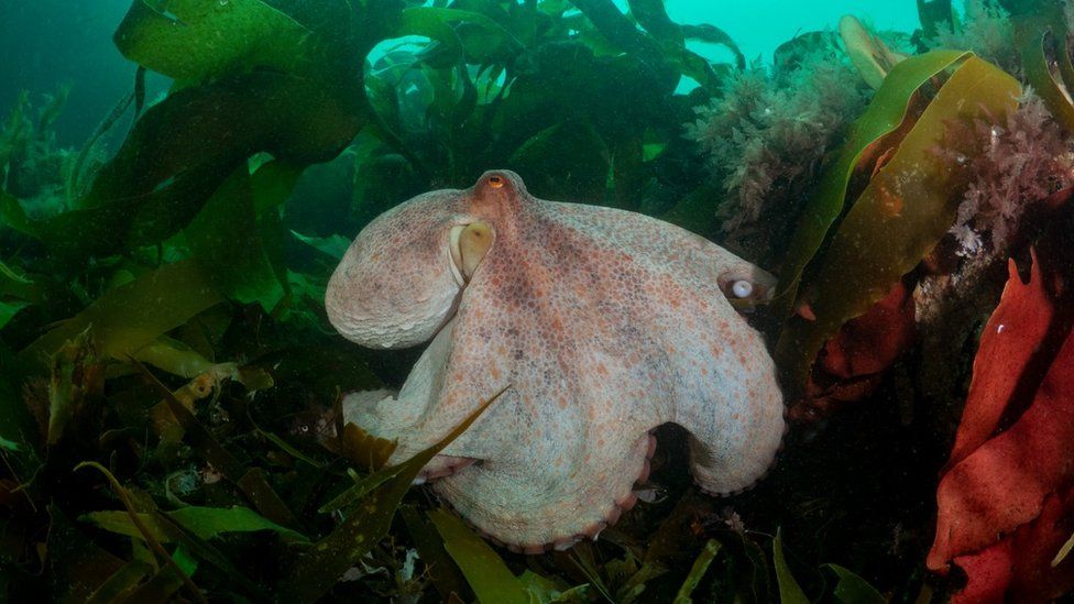 Octopus sightings surge in Cornwall waters - BBC News
