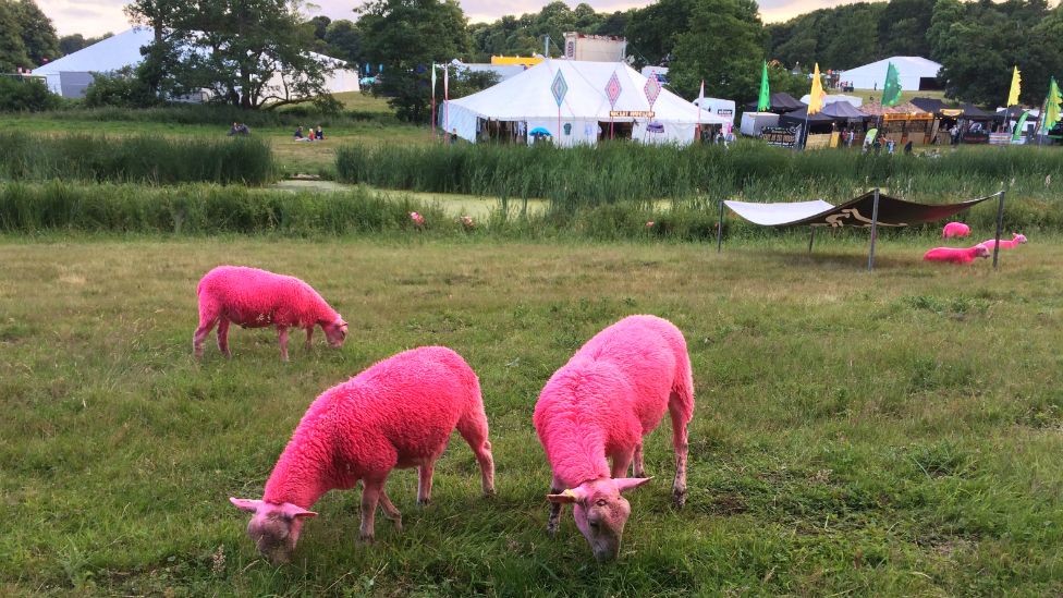 Latitude Festival may increase numbers by almost 5,000 - BBC News