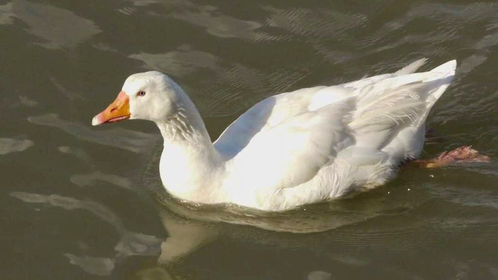 Memorial dedicated to much-loved Watchet goose Derek - BBC News