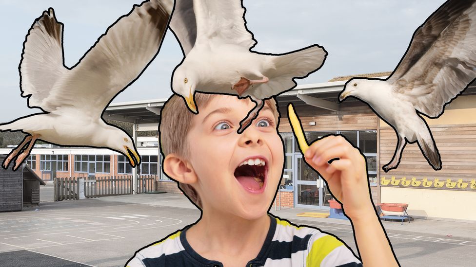 Seagulls have worked out when it's lunchtime at school! - BBC Newsround