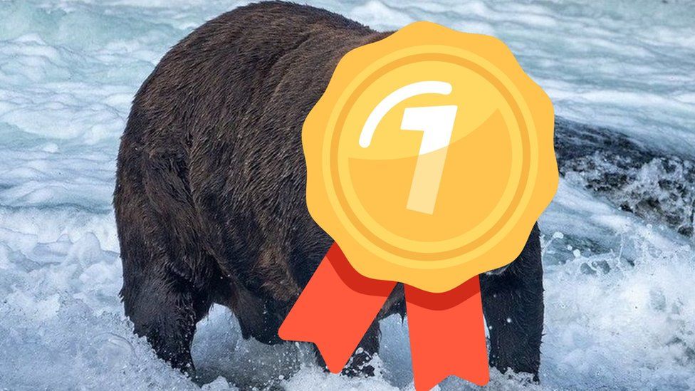 Hungry bear breaks into bakery and destroyed 60 cupcakes - BBC Newsround