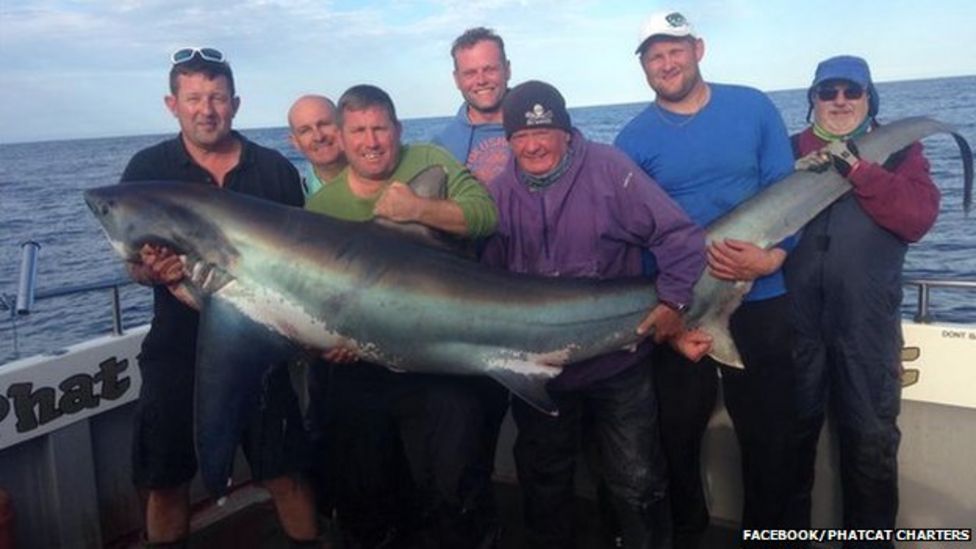Man hooks 'biggest thresher shark ever' caught off Wales - BBC News