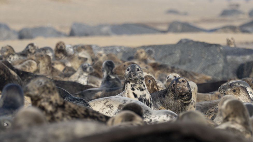 Record numbers of seals found at Cumbrian nature reserve - BBC Newsround