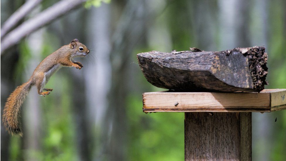 Squirrels: New research shows they can do some impressive acrobatic stunts! - BBC Newsround