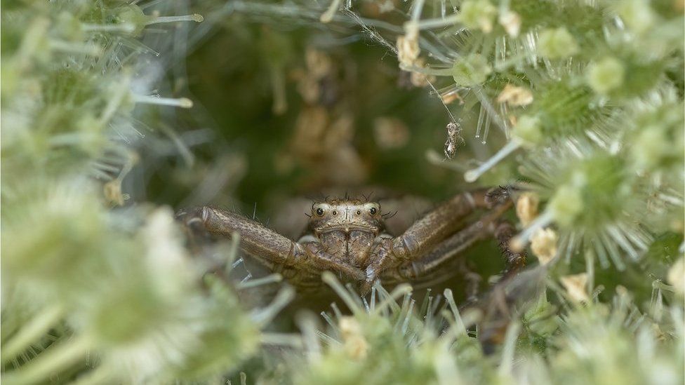 Spider-hunting wasp caught on camera paralysing its prey in Scotland ...
