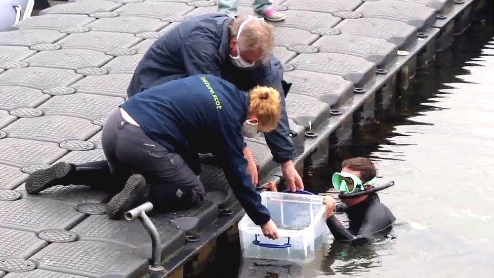Endangered flapper skate hatches at Oban aquarium - BBC News