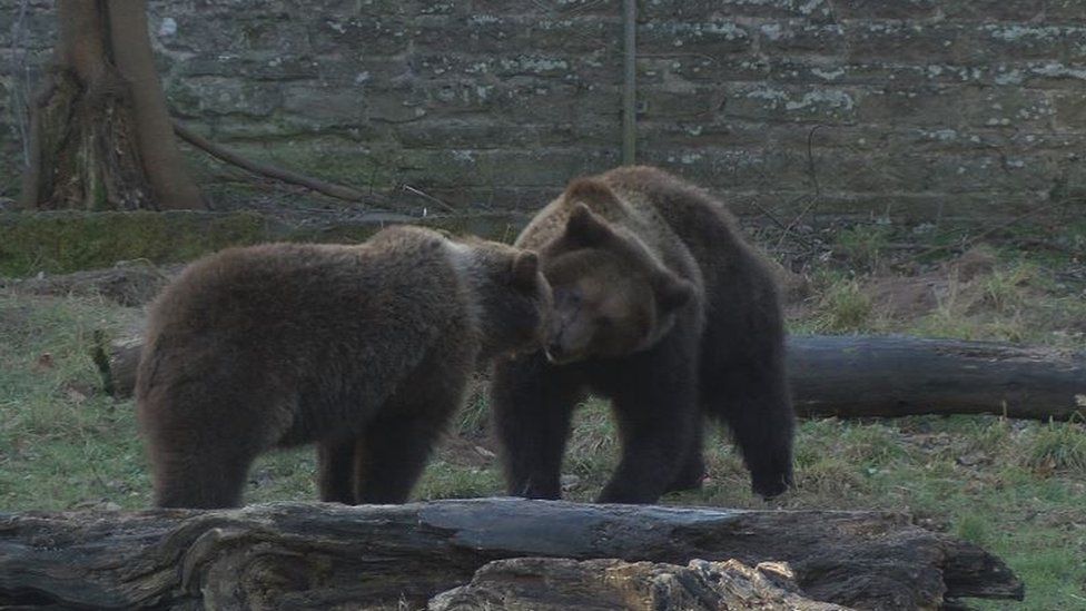 Camperdown Wildlife Centre's new bears make public debut - BBC News