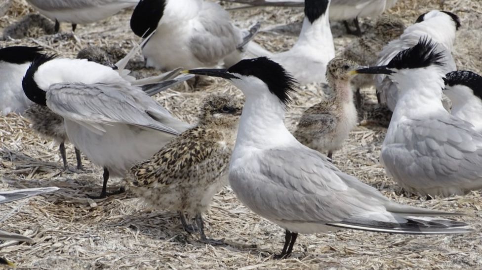Cumbrian tern colony 'flourishing' due to conservation work - BBC News