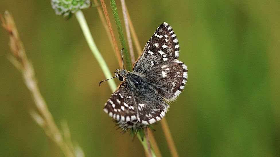 Big Butterfly Count: What it is and how to take part - BBC Newsround