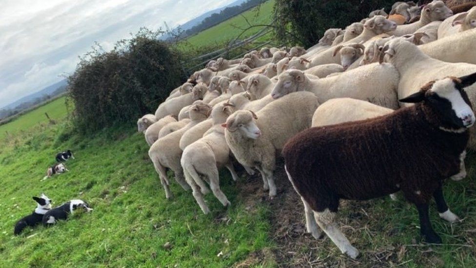 Lambs set upon by dogs in Warsop and left dead in a pile - BBC News