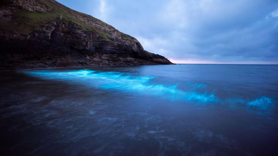 Bioluminescent plankton light up the south Wales coast - BBC News