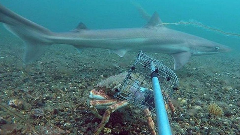 Gwobr i brosiect sy'n gwarchod siarcod prin Pen Llŷn - BBC Cymru Fyw