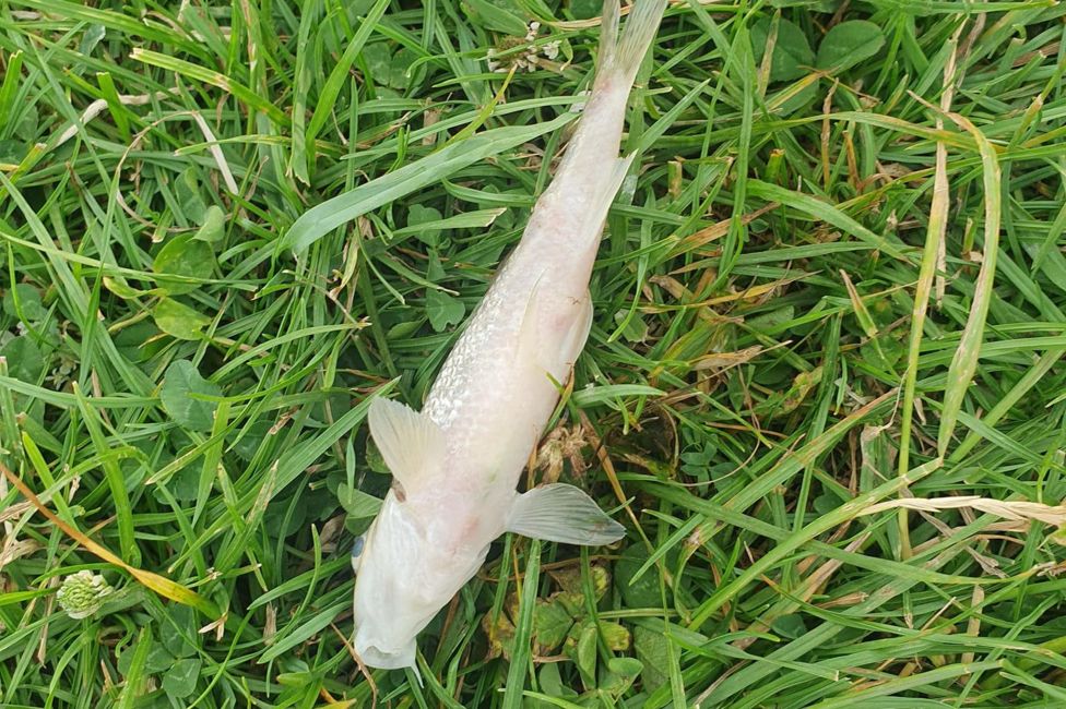 Cambridge: Dozens of dead fish found in River Cam - BBC News