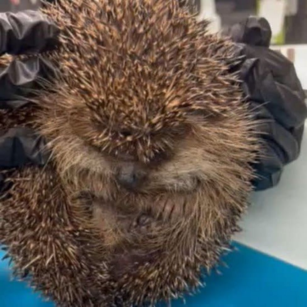 UK wildlife: Rescuers save an 'inflated' hedgehog - BBC Newsround