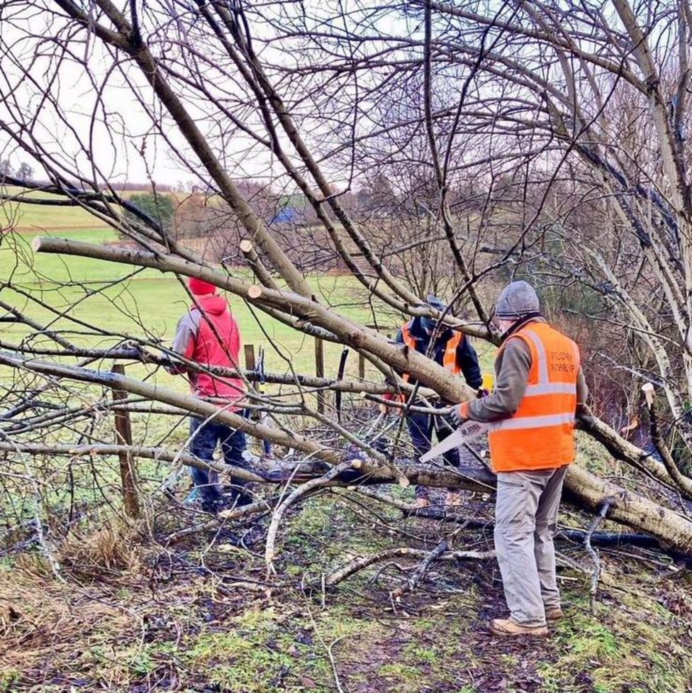 Beavers 'capable of bringing down a tree in a night' - BBC News