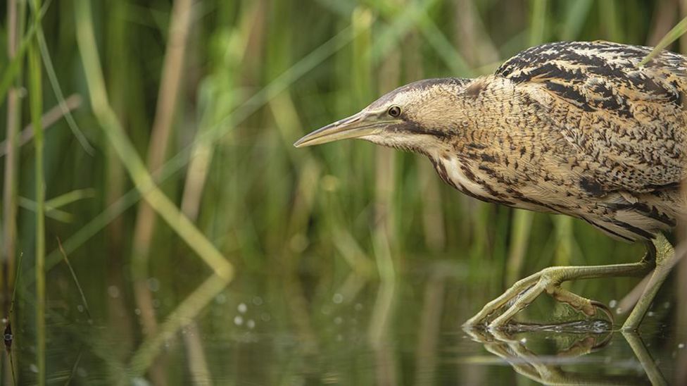 Bitterns: RSPB Saltholme home to most northerly breeding pair - BBC News