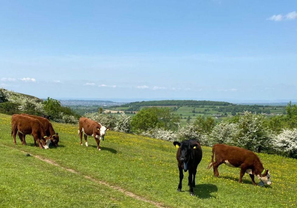 Mendip Hills: Virtual fencing introduced for grazing cows - BBC News