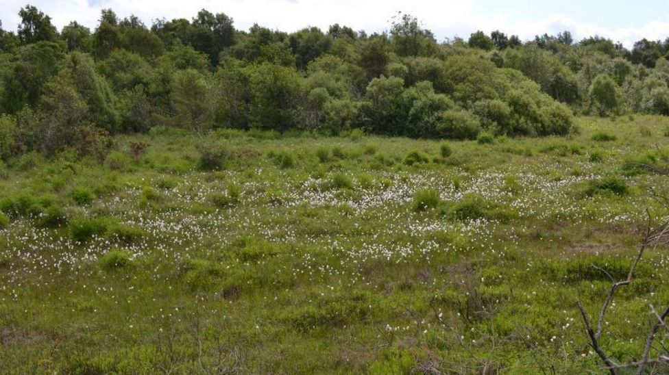 Inverness' Merkinch nature reserve a hidden gem, say volunteers - BBC News