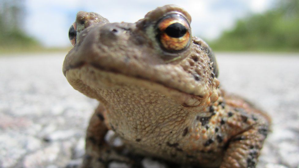 Dozens of toads saved from Cumbria road death threat - BBC News