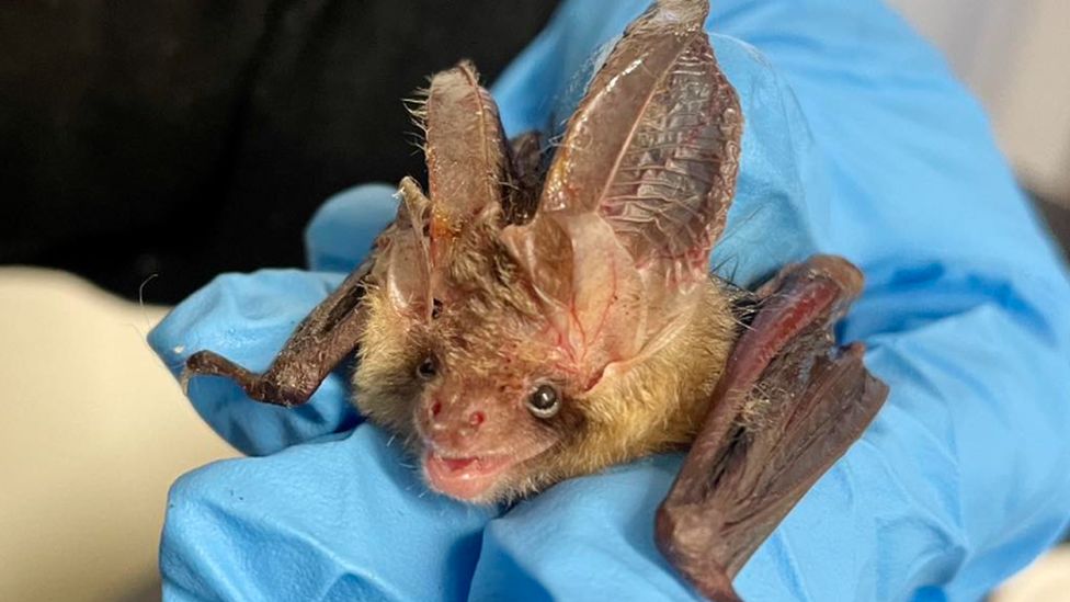 Sticky bat gently rescued from gluey fly trap in Leicestershire home ...