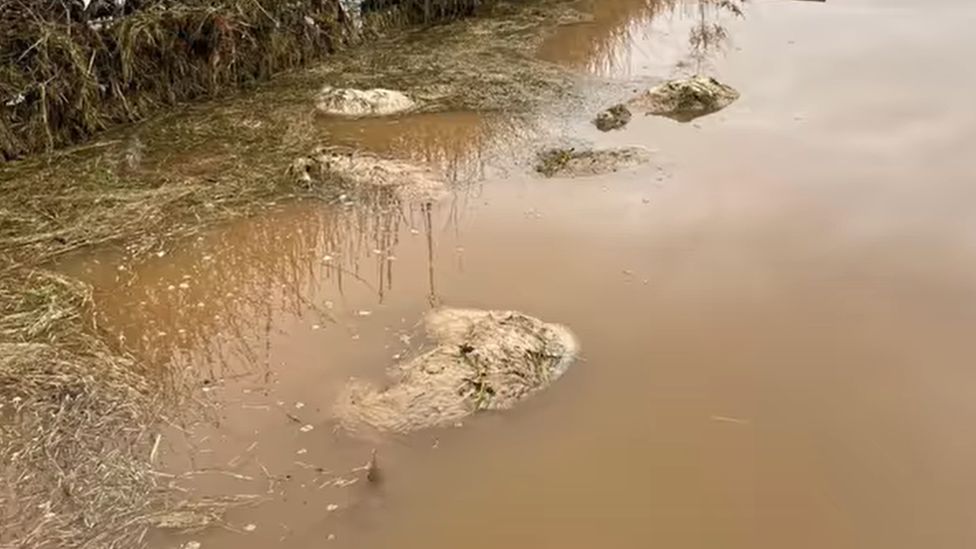 Dozens of sheep drown in River Nith flooding after heavy rains - BBC News