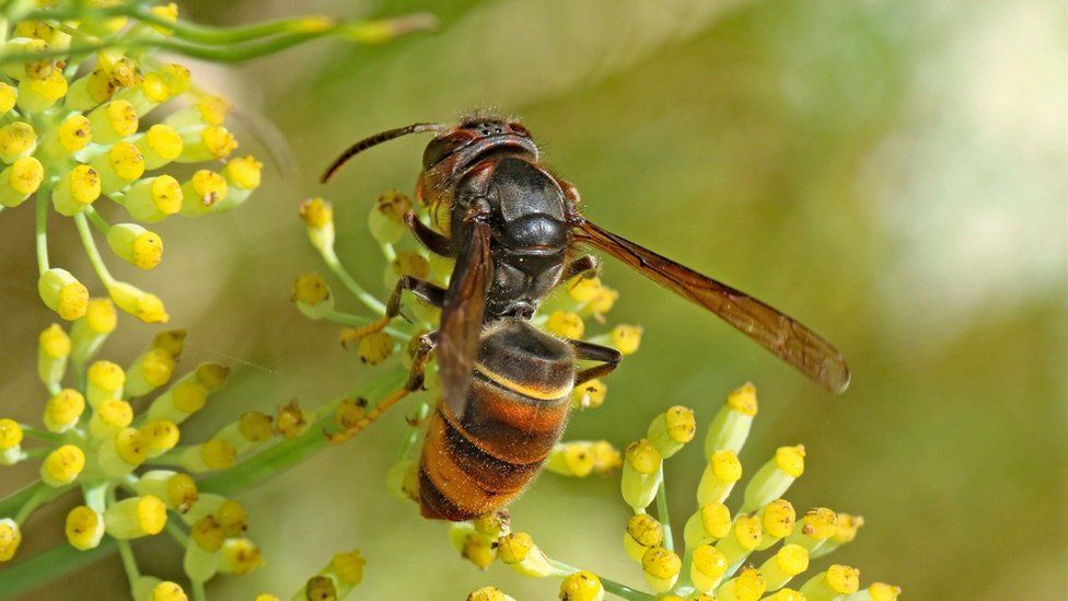 Asian Hornet spotted in Jersey for first time - BBC News
