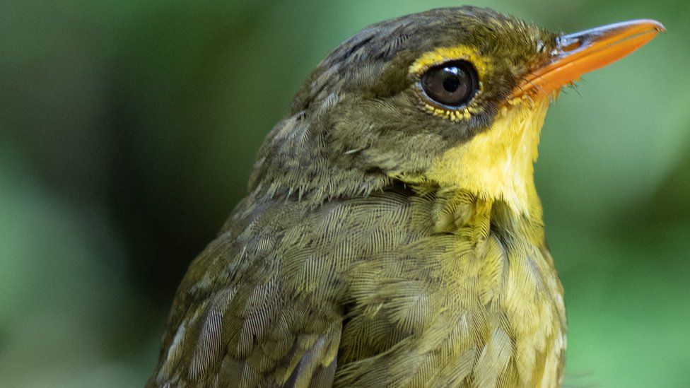 Dusky tetraka: Songbird feared extinct spotted in Madagascar - BBC ...