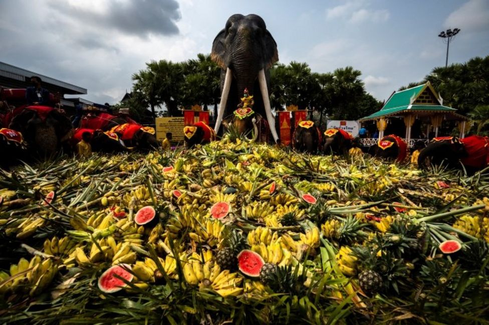 Check out this huge elephant banquet! - BBC Newsround