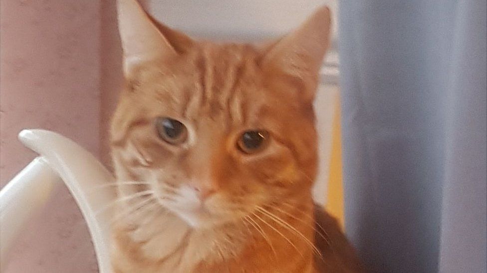 Heywood cat Simba gets 'well and truly stuck' between houses - BBC News