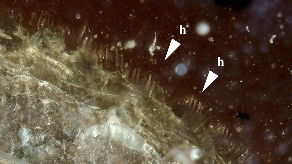 Scientists find hairy snail in 99 million year old amber - BBC Newsround