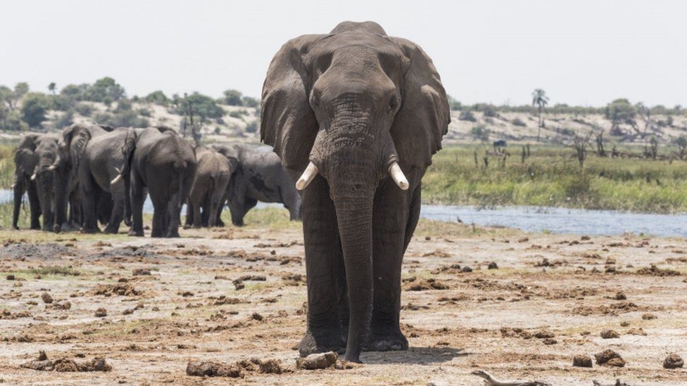 Elephant poo: How can it help protect the species? - BBC Newsround
