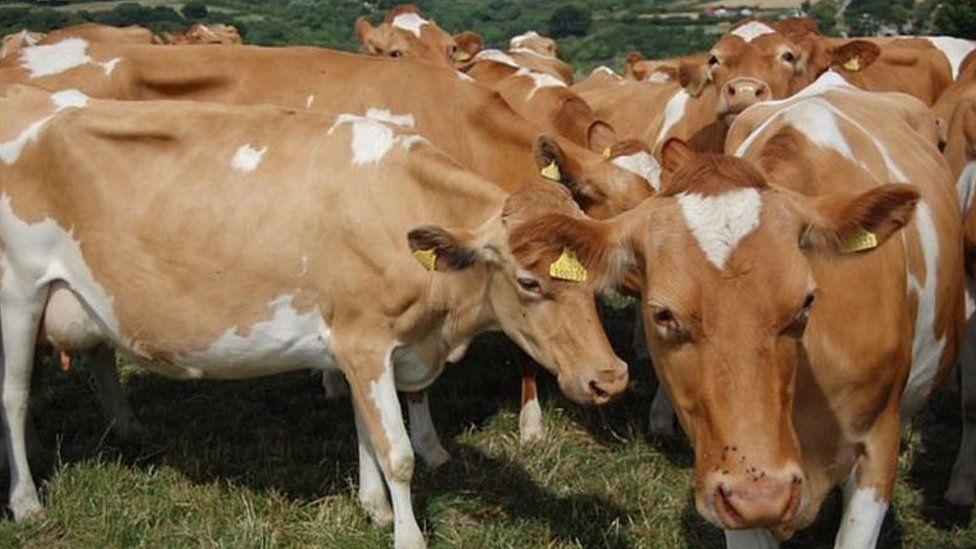 Guernsey dairy farmers to have production cut by 10% - BBC News